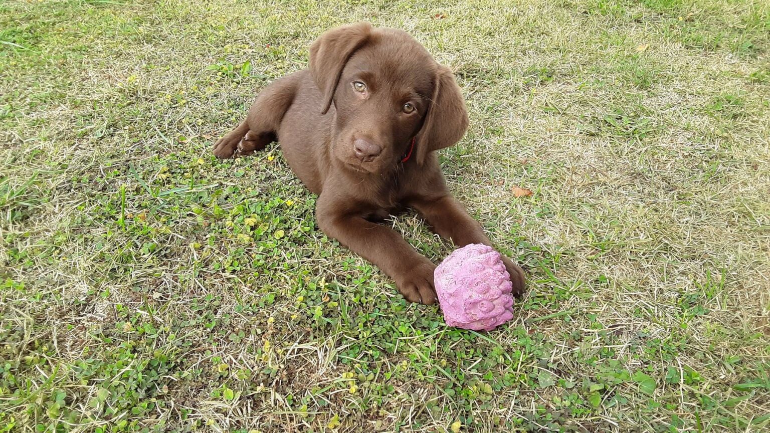 Prepared Puppy Day Training Program - emBARK