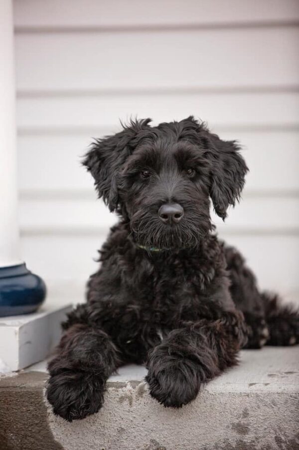 Prepared Puppy Day Training Program - emBARK
